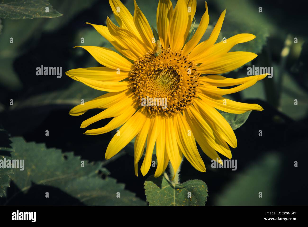 Sun shining sunflower hi-res stock photography and images - Alamy
