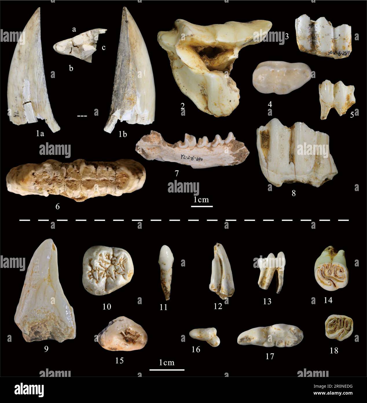 (230509) -- NANNING, May 9, 2023 (Xinhua) -- This undated image shows ...