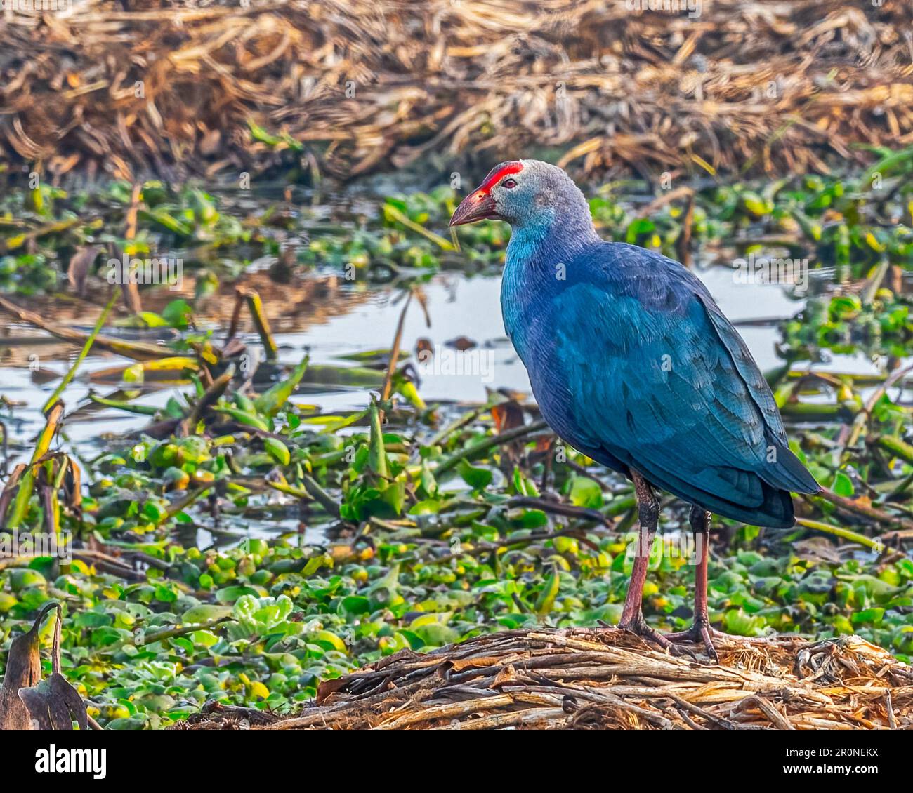 A blue moorhen standing on grassland Stock Photo - Alamy