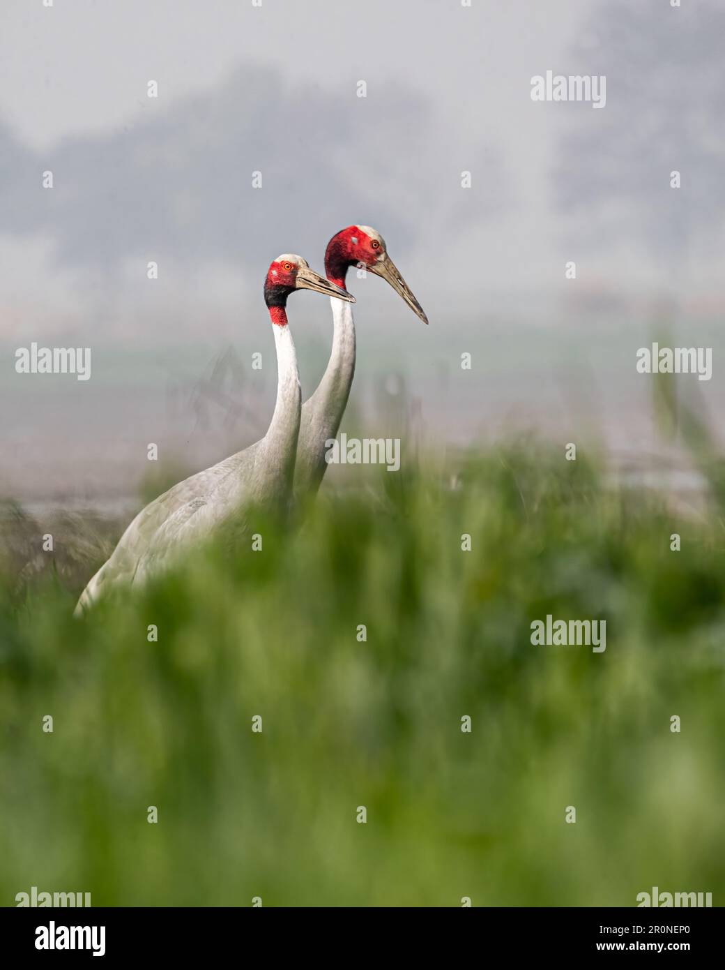 Brolga crane flying hi-res stock photography and images - Alamy