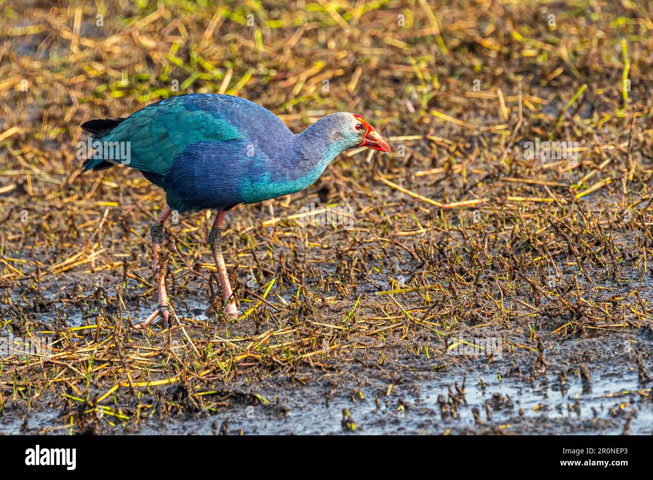 Moorhen standing hi-res stock photography and images - Alamy