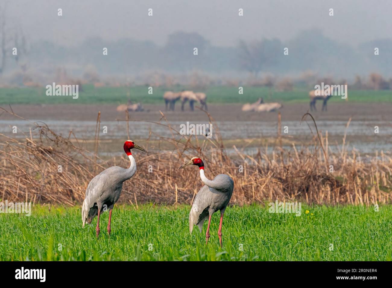 Brolga crane flying hi-res stock photography and images - Alamy