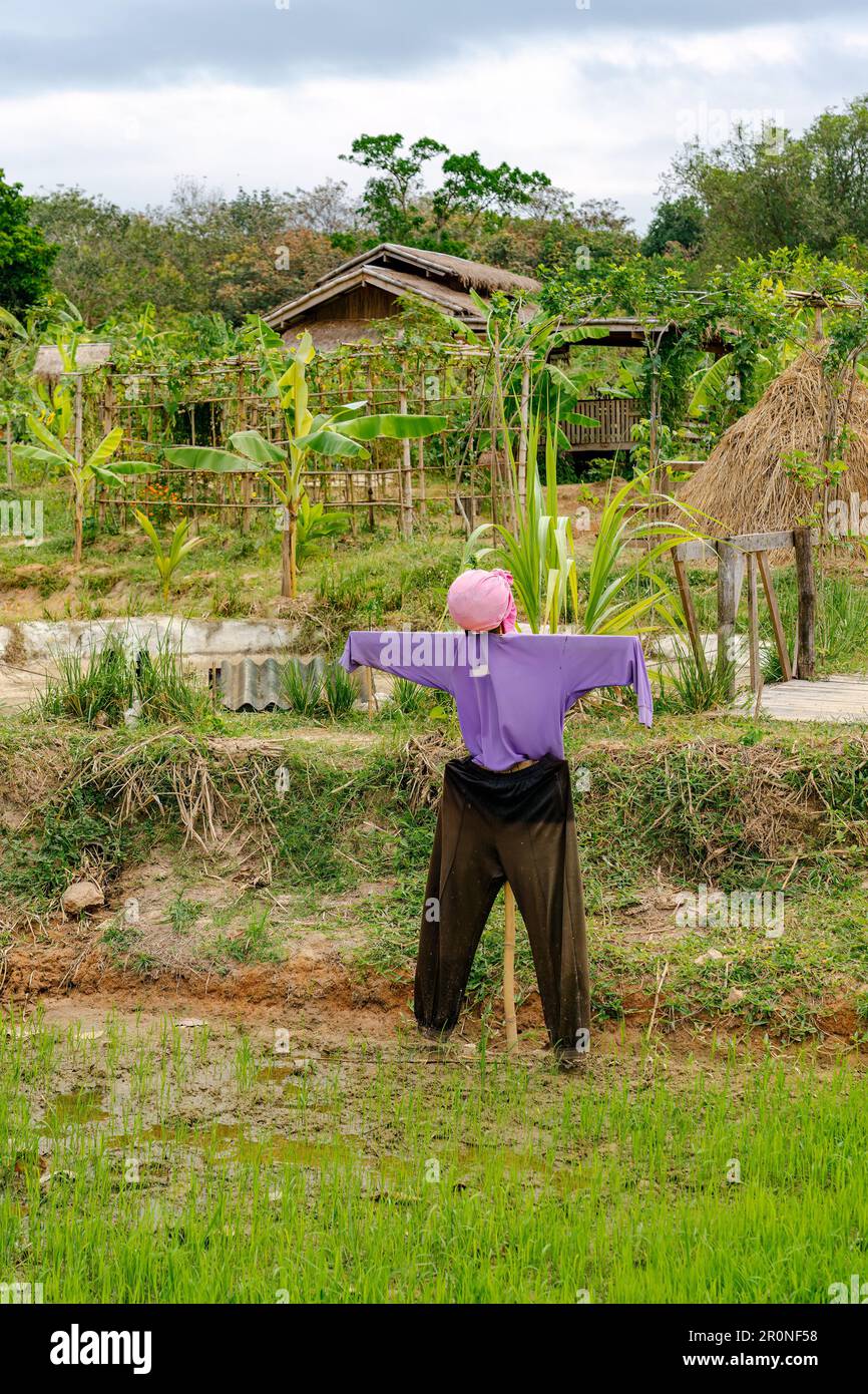 Scarecrow stands guarding the field Stock Photo - Alamy