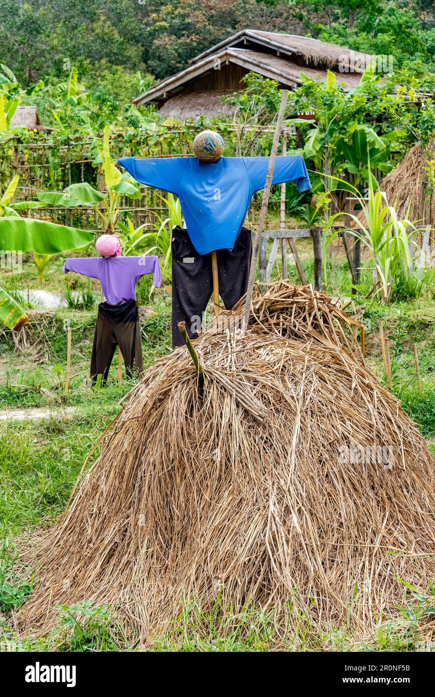 Scarecrow stands guarding the field Stock Photo - Alamy