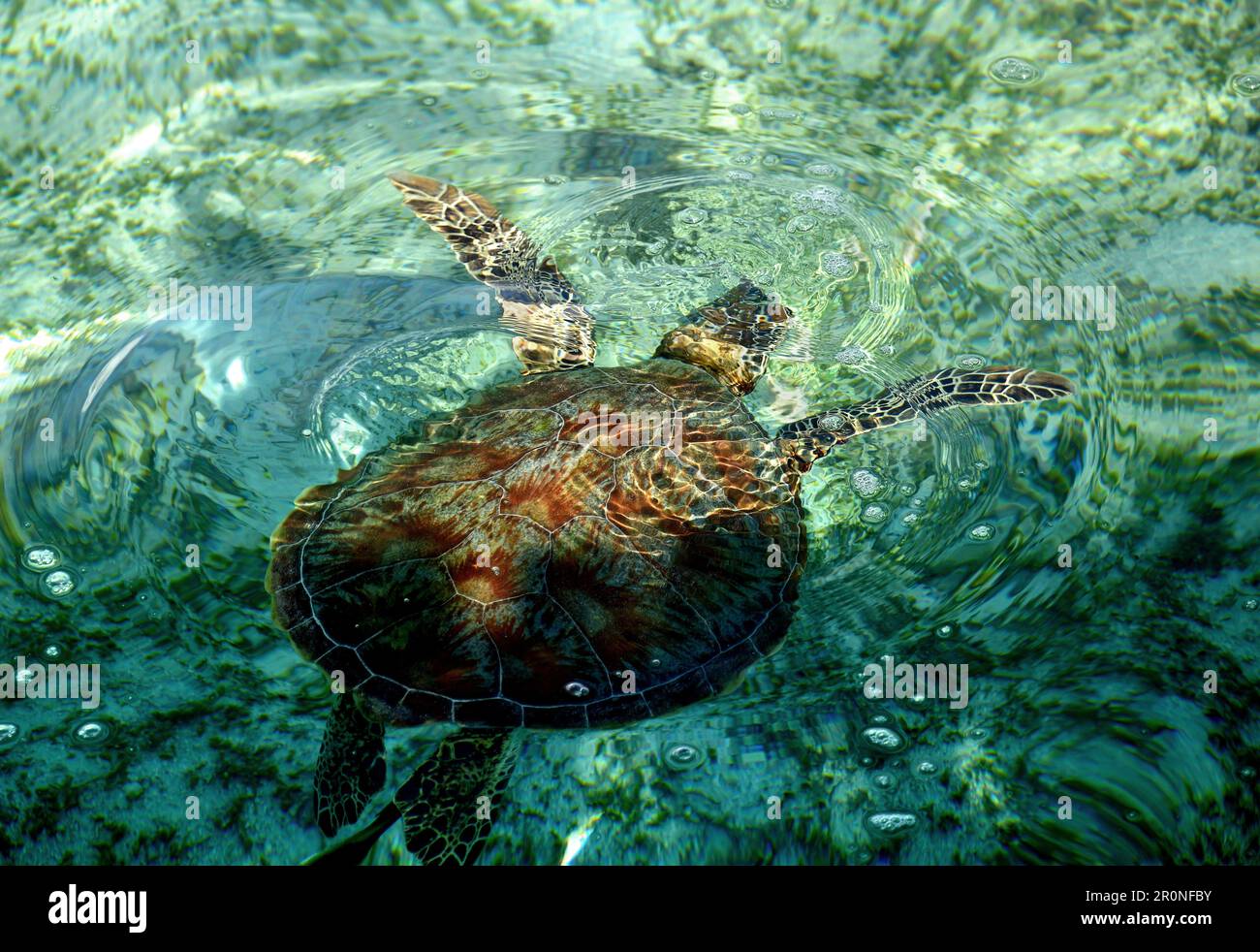 Turtle is swimming sea water hi-res stock photography and images - Alamy