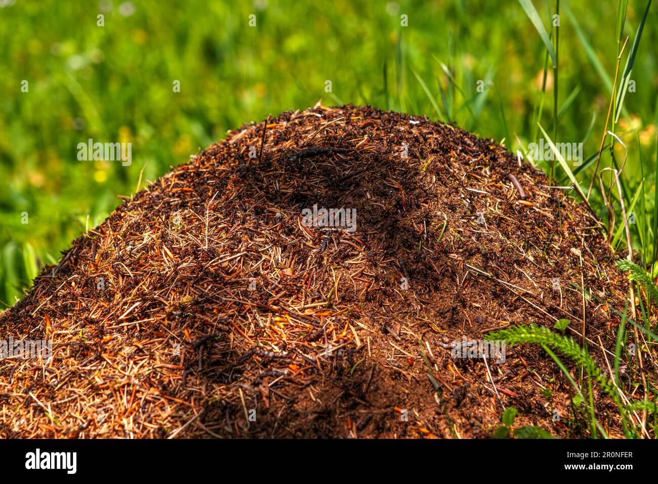 Closeup view on top of anthill from pine needles and branches with ...