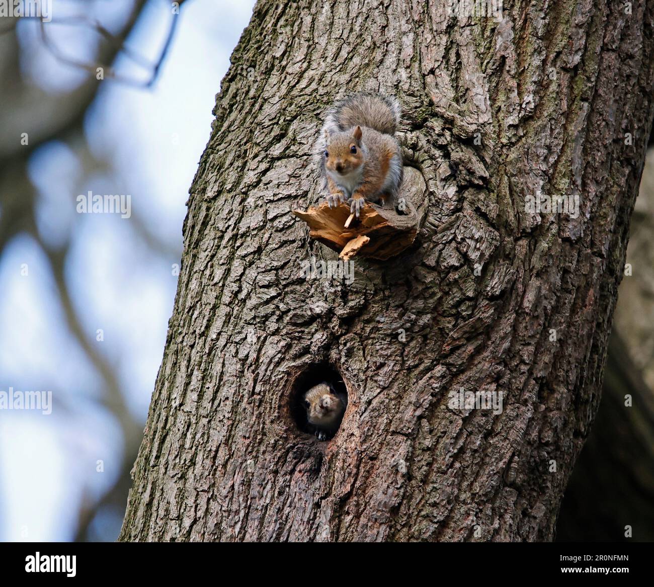 Squirrel nesting in tree hi-res stock photography and images - Alamy