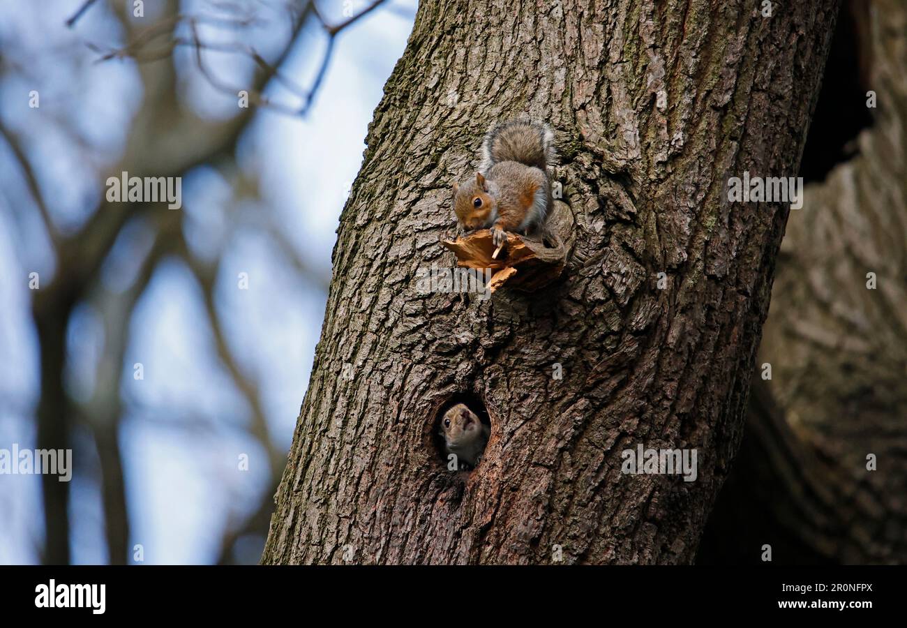 Grey squirrel in an old woodpecker nest hole Stock Photo - Alamy