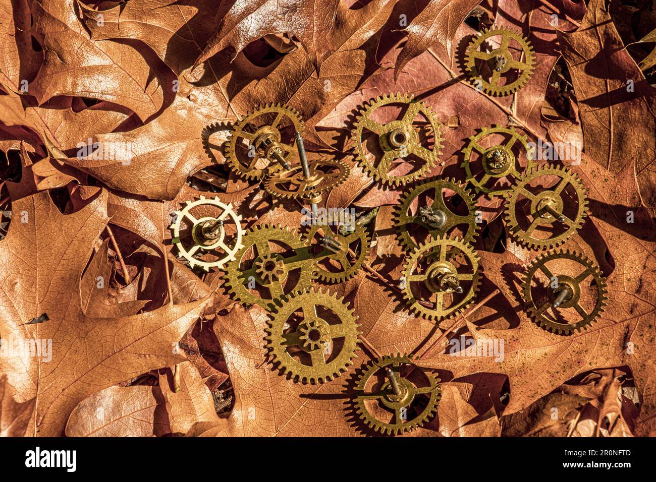 precision engineered toothed brass metal cog wheels on dry leaves Stock ...