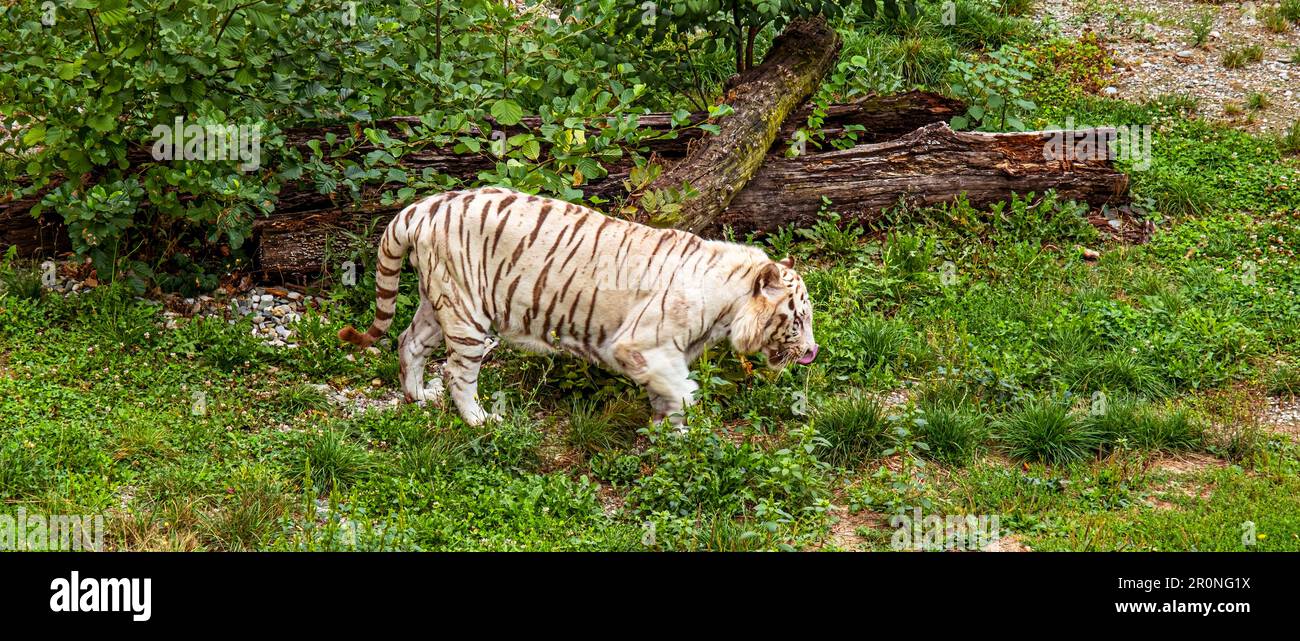 white Bengal tigers over natural background Stock Photo - Alamy