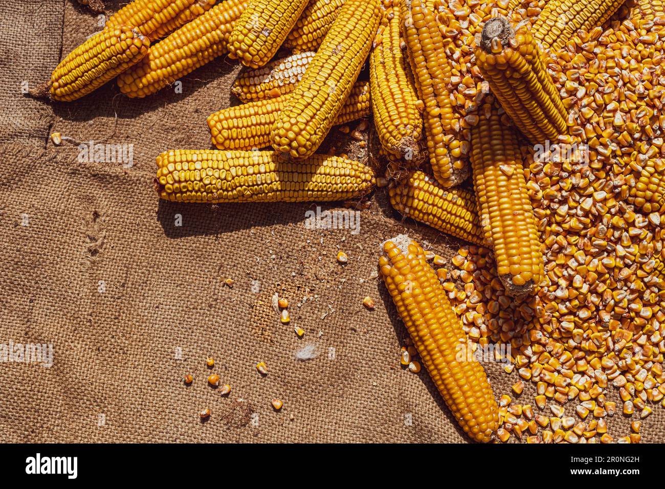 view of dried corn on jute sack Stock Photo - Alamy