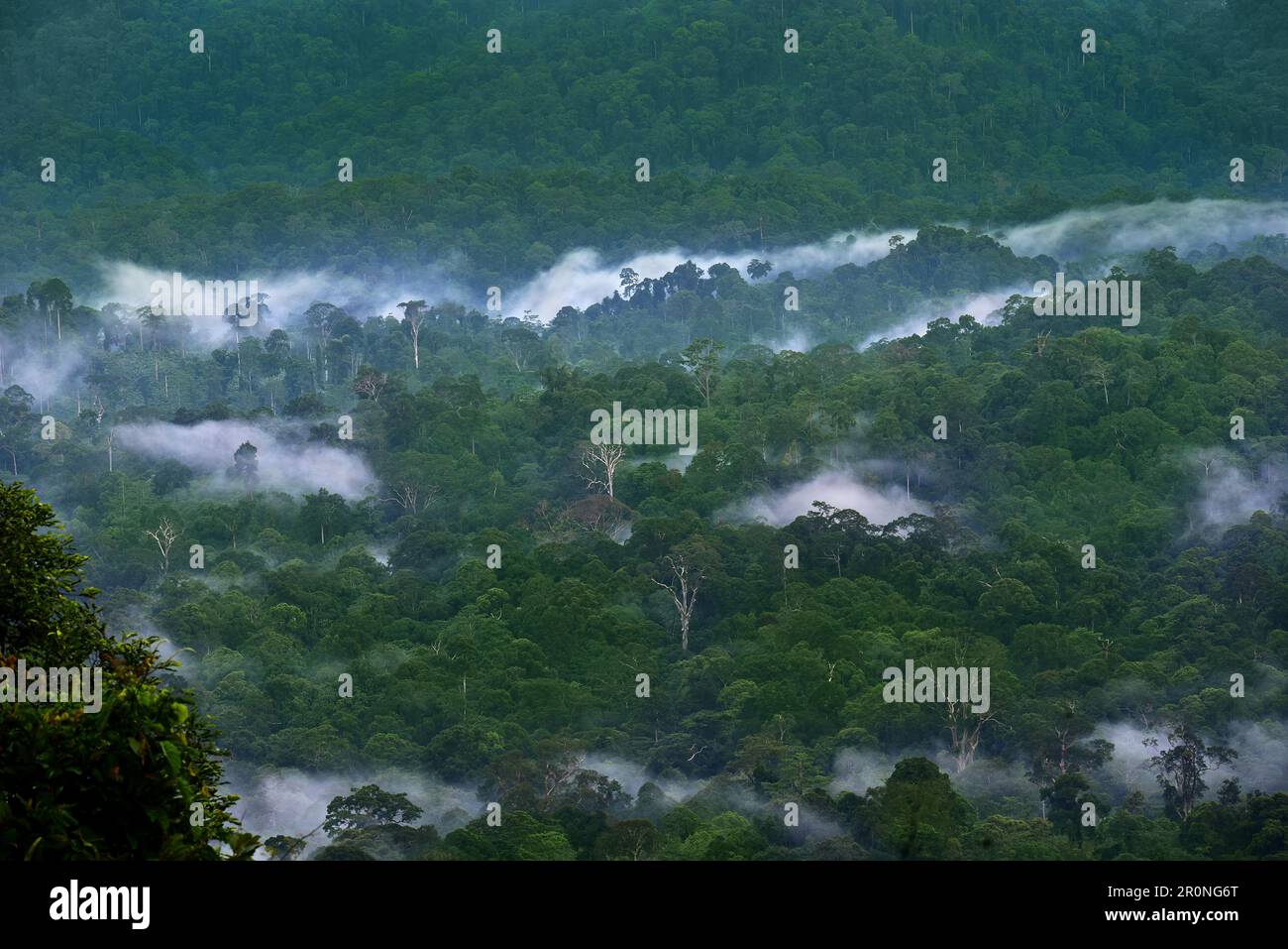 Borneo Rainforest in the morning fog. Road to Danum Valley Stock Photo ...