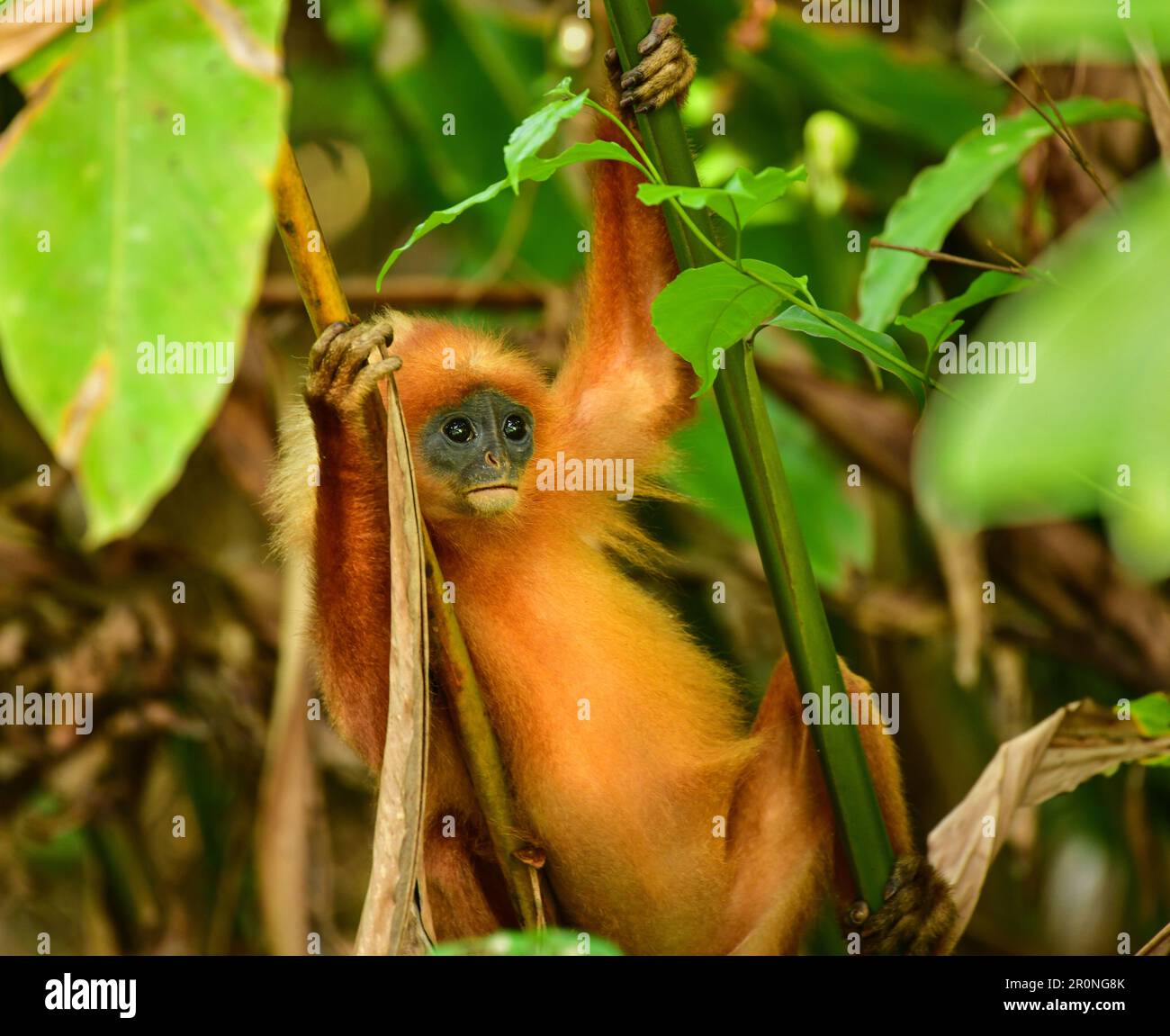 Close up view of Red Leaf Monkey (Presbytis rubicunda )Sabah, Borneo ...