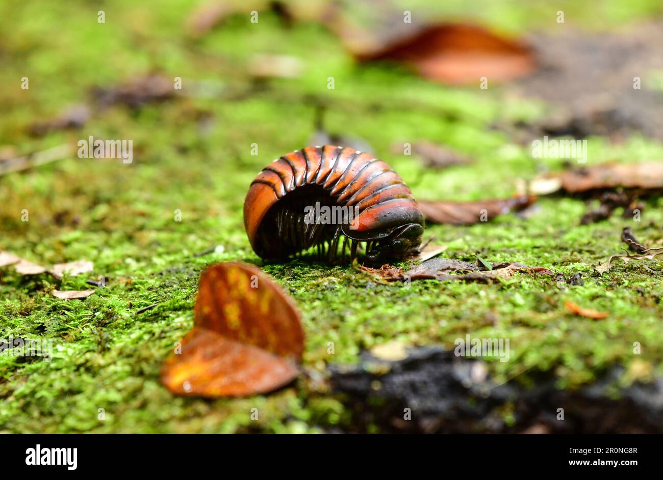 Giant Pill Millipede crawling in a Rainforest tree (Sphaerotheriida ...
