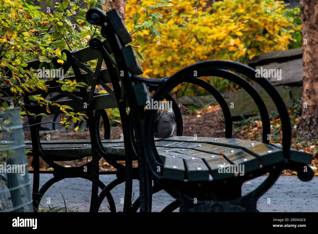 An idyllic outdoor scene featuring two wooden benches situated side by ...