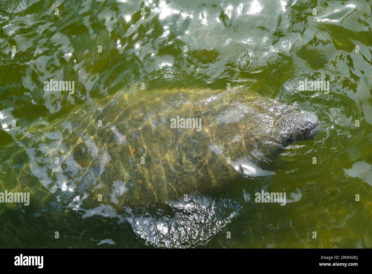 A wild manatee in the river in downtown Miami, Florida Stock Photo - Alamy