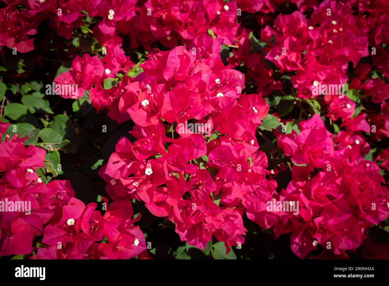 Close up of a Bougainvillea Flowers on Grand Cayman, Cayman Islands ...