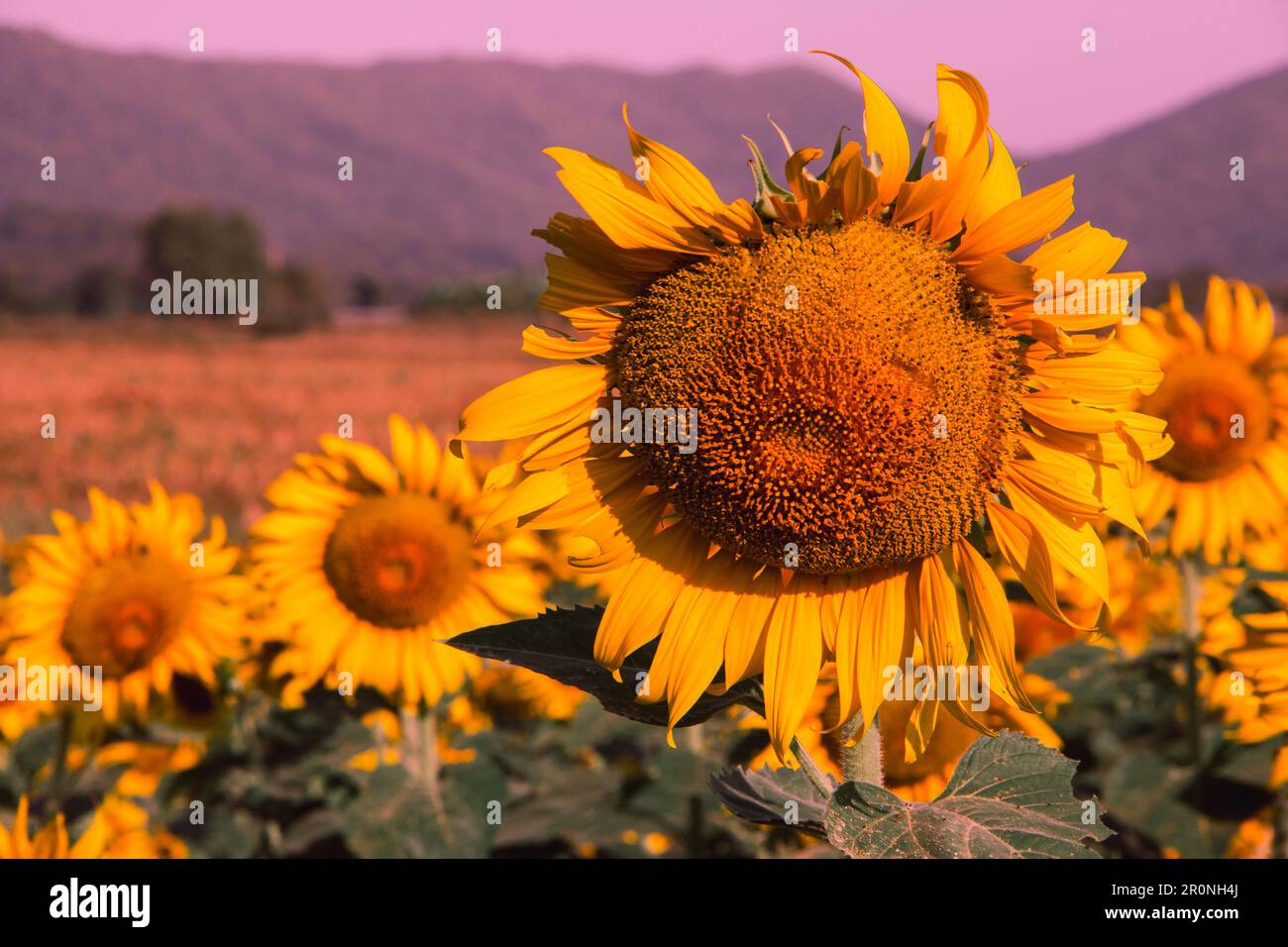Sunflowers are characterized by the turn of the inflorescences to turn ...