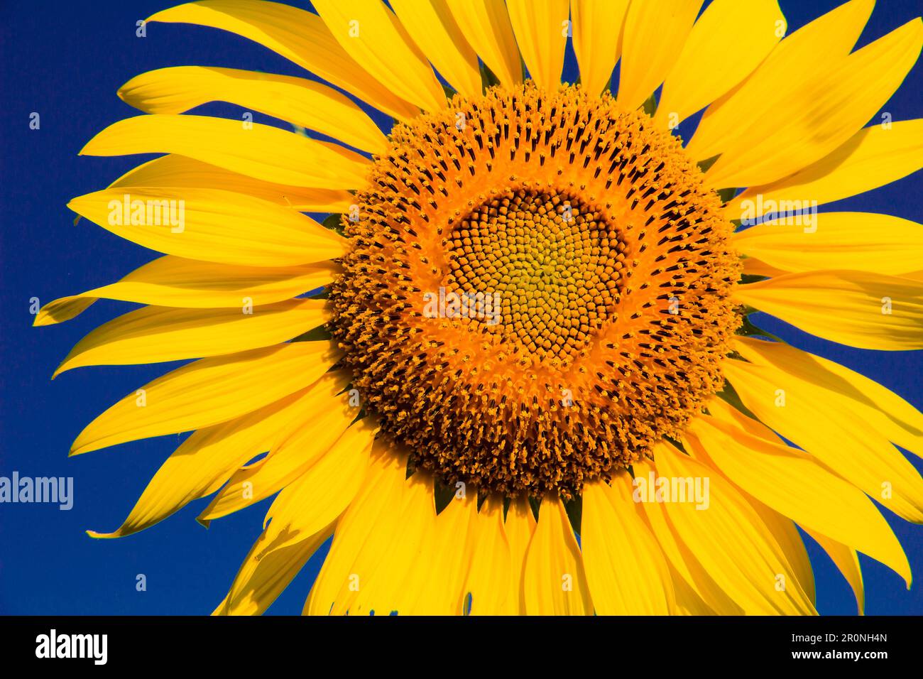 Sunflowers are characterized by the turn of the inflorescences to turn ...
