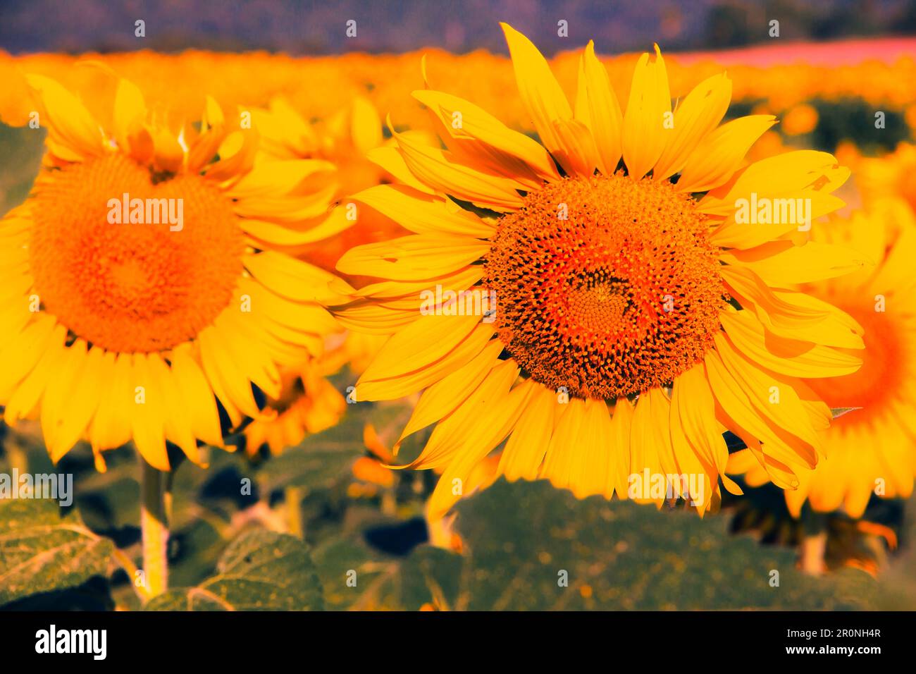 Sunflowers are characterized by the turn of the inflorescences to turn ...