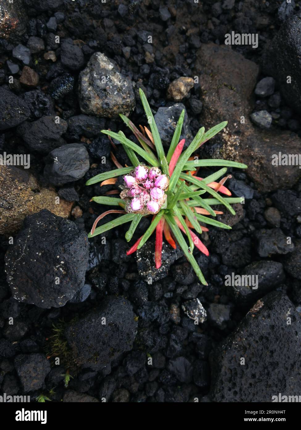 Beach carnation on black volcanic stone floor, Eldhraun lava field ...