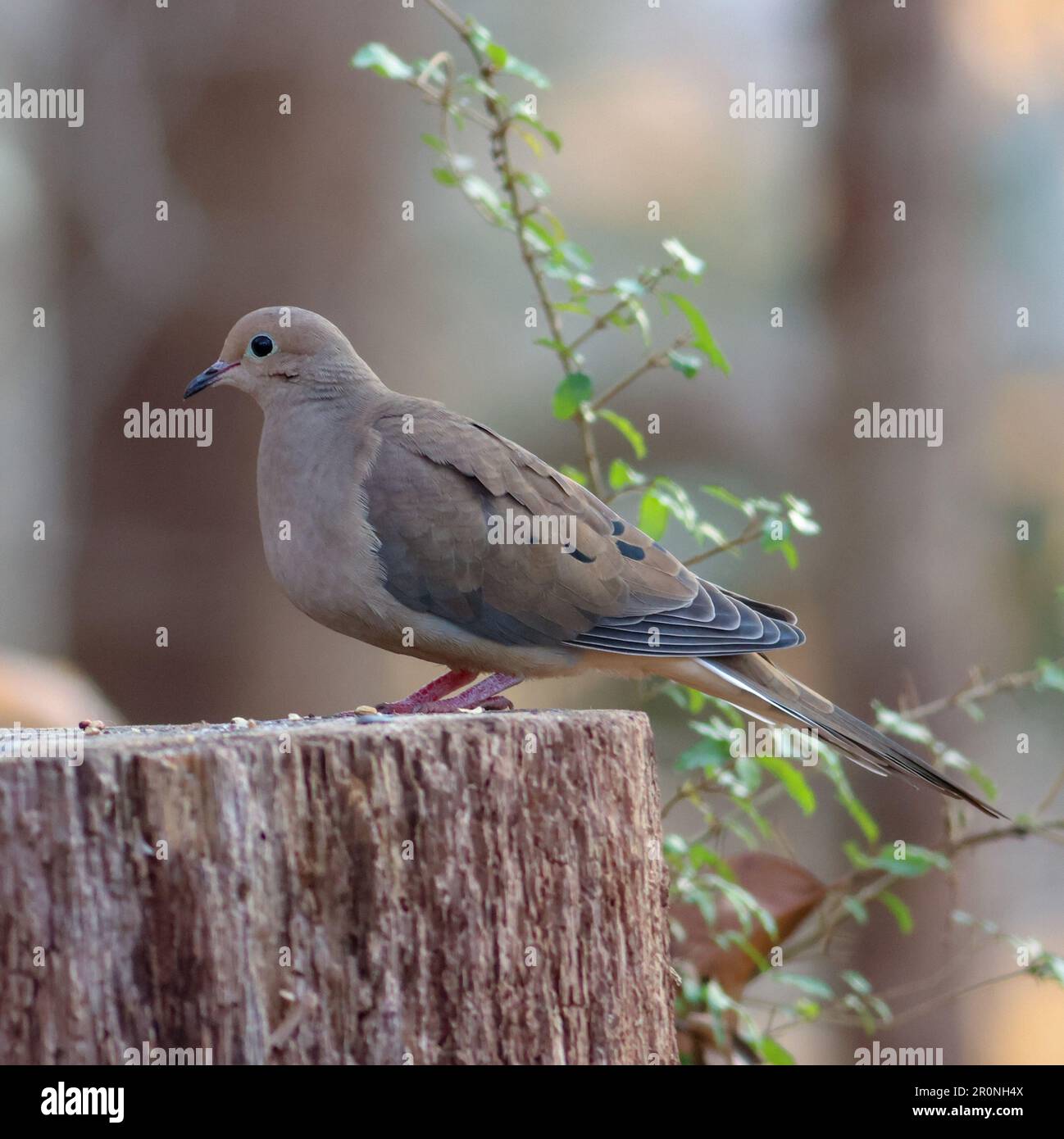 Dead dove hi-res stock photography and images - Alamy