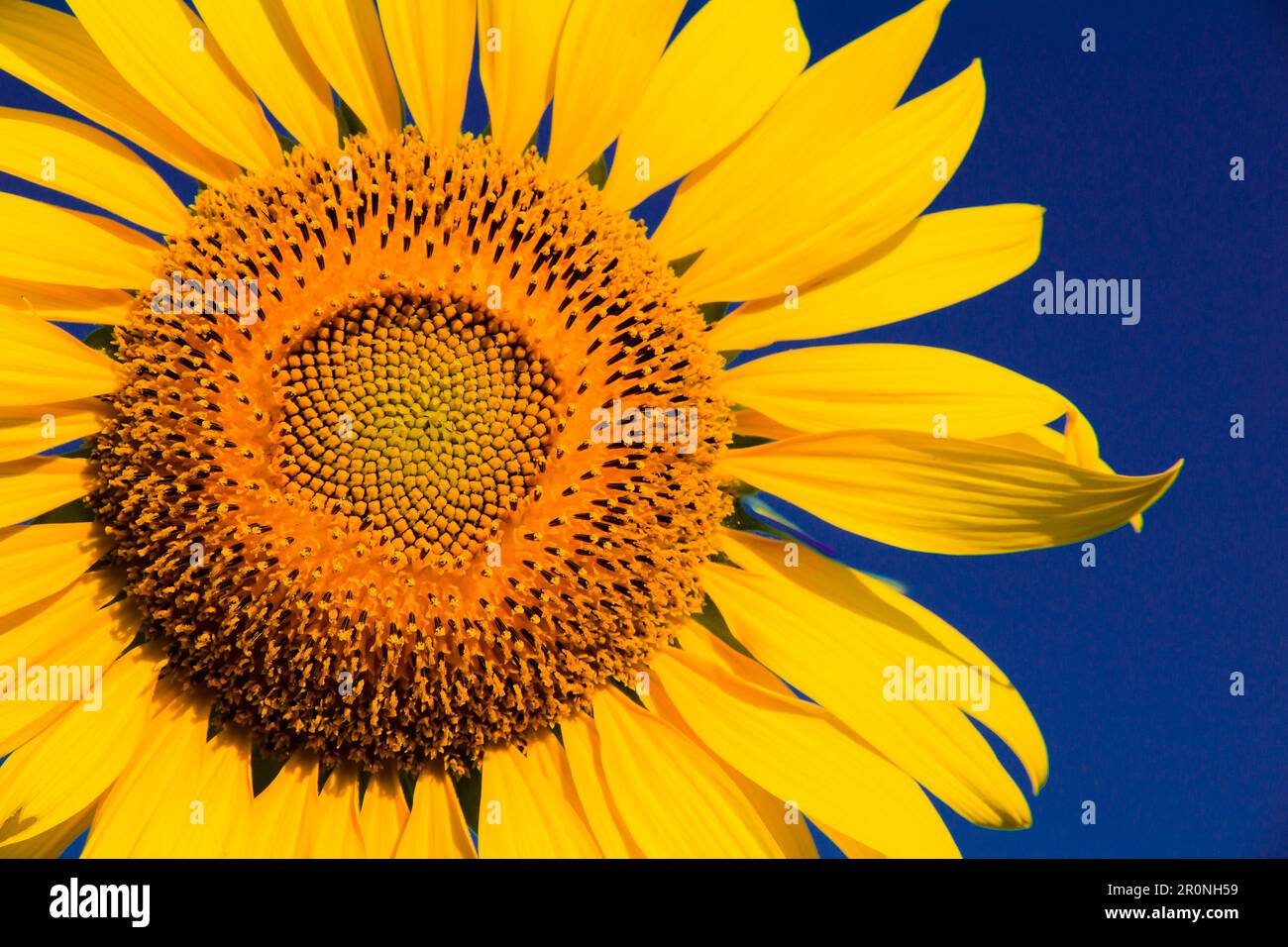 Sunflowers are characterized by the turn of the inflorescences to turn ...
