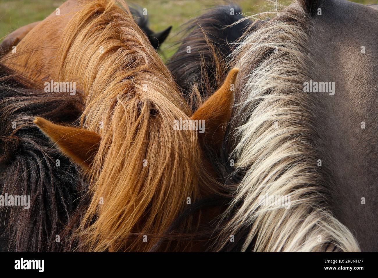 Skin colours range hi-res stock photography and images - Alamy