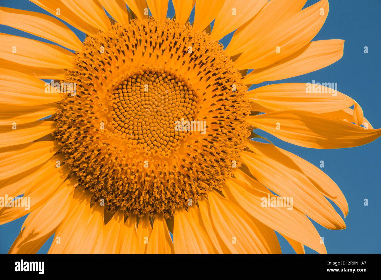 One sunflower sun rays hi-res stock photography and images - Alamy