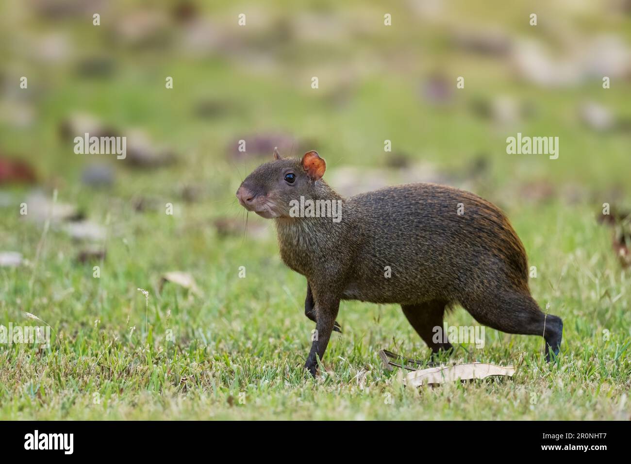 Central American Agouti - Dasyprocta punctata, large brown rodent from ...