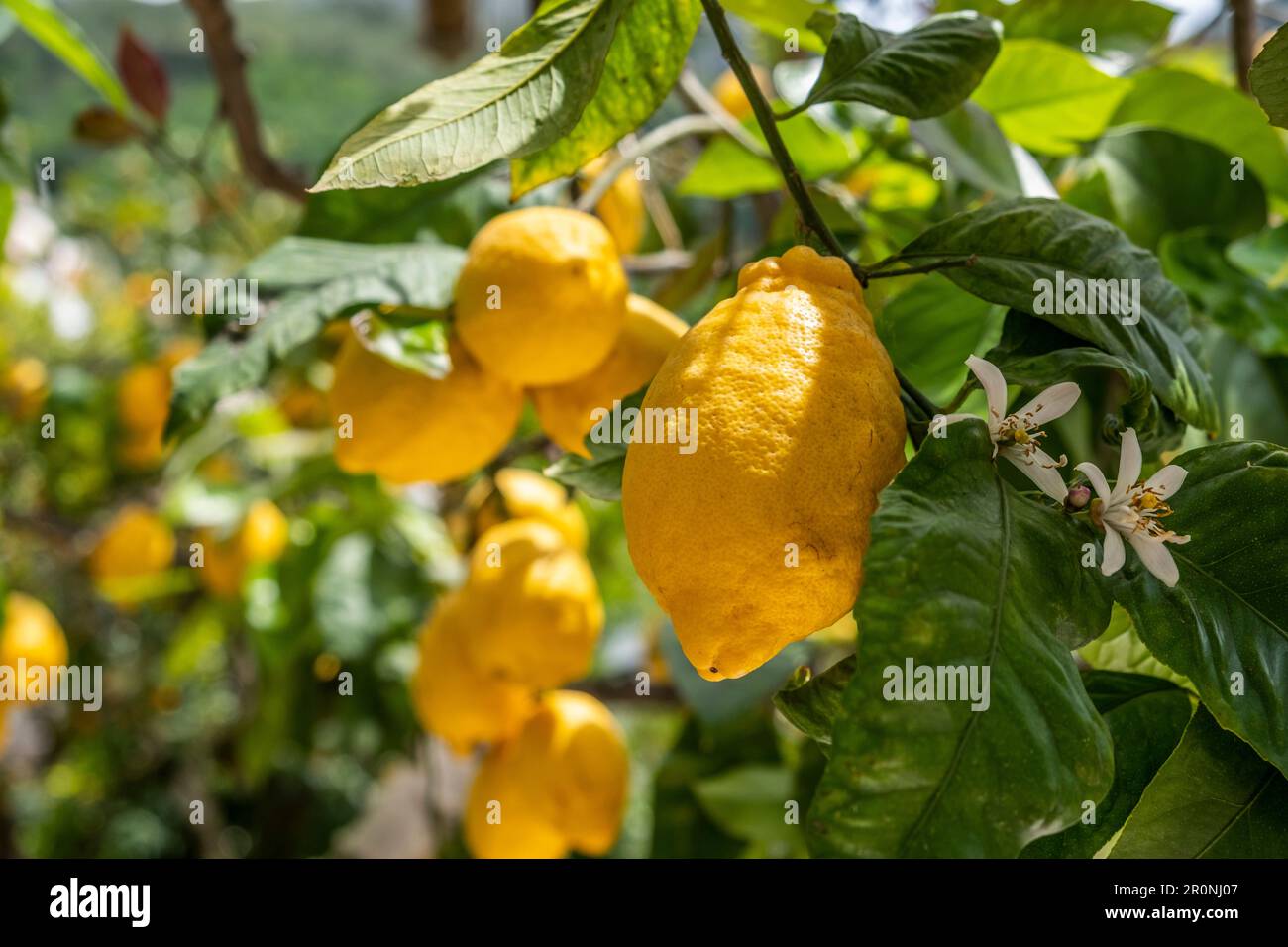 Lime garden at La Zagara restaurant in Anacapri Island of Capri, Gulf ...