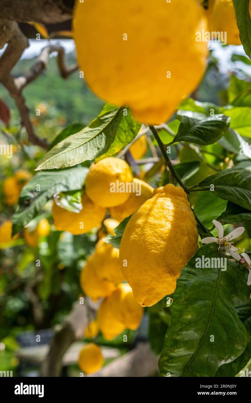 Lime garden at La Zagara restaurant in Anacapri Island of Capri, Gulf ...