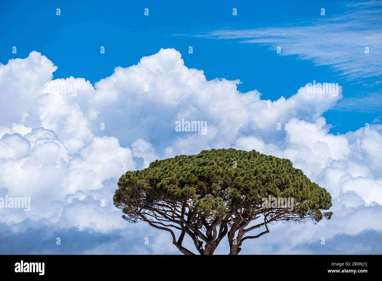 Sybiosis from tree and clouds in Anacapri, Capri Island, Gulf of Naples ...