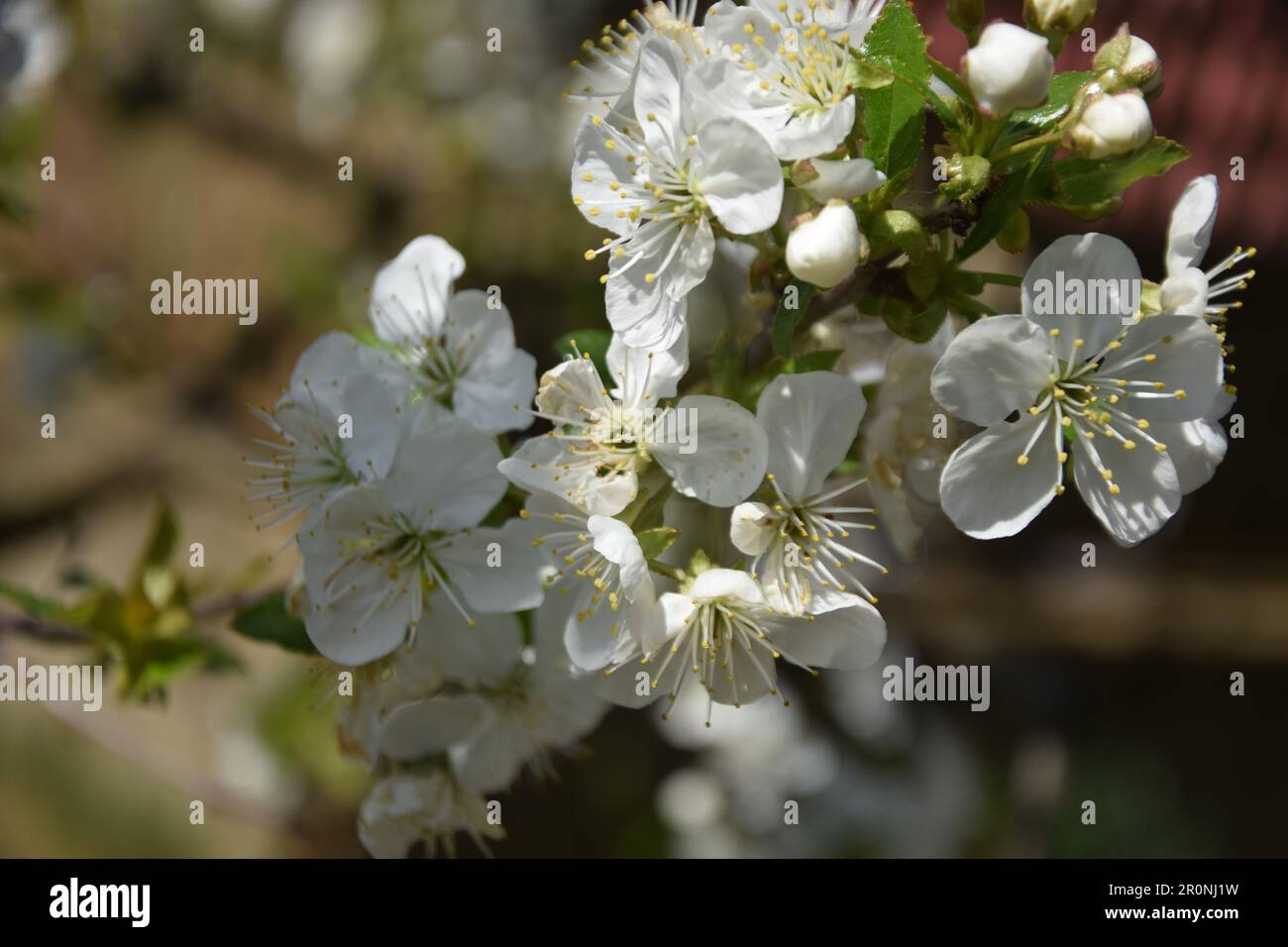 A vibrant image of a bush with white blossoms growing on the branches ...