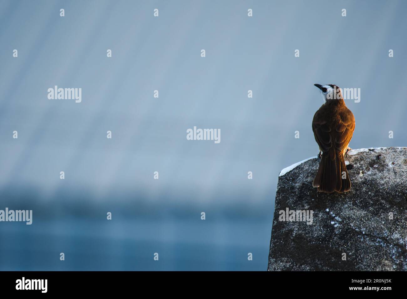 Yellow-vented Bulbul (Pycnonotus goiavier) on the roof , Yellow-vented ...