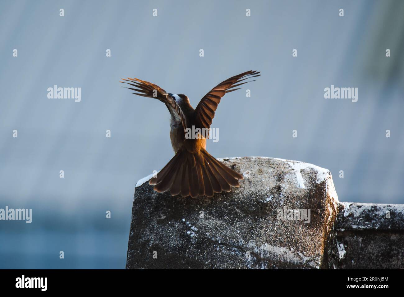 Yellow-vented Bulbul (Pycnonotus goiavier) on the roof , Yellow-vented ...