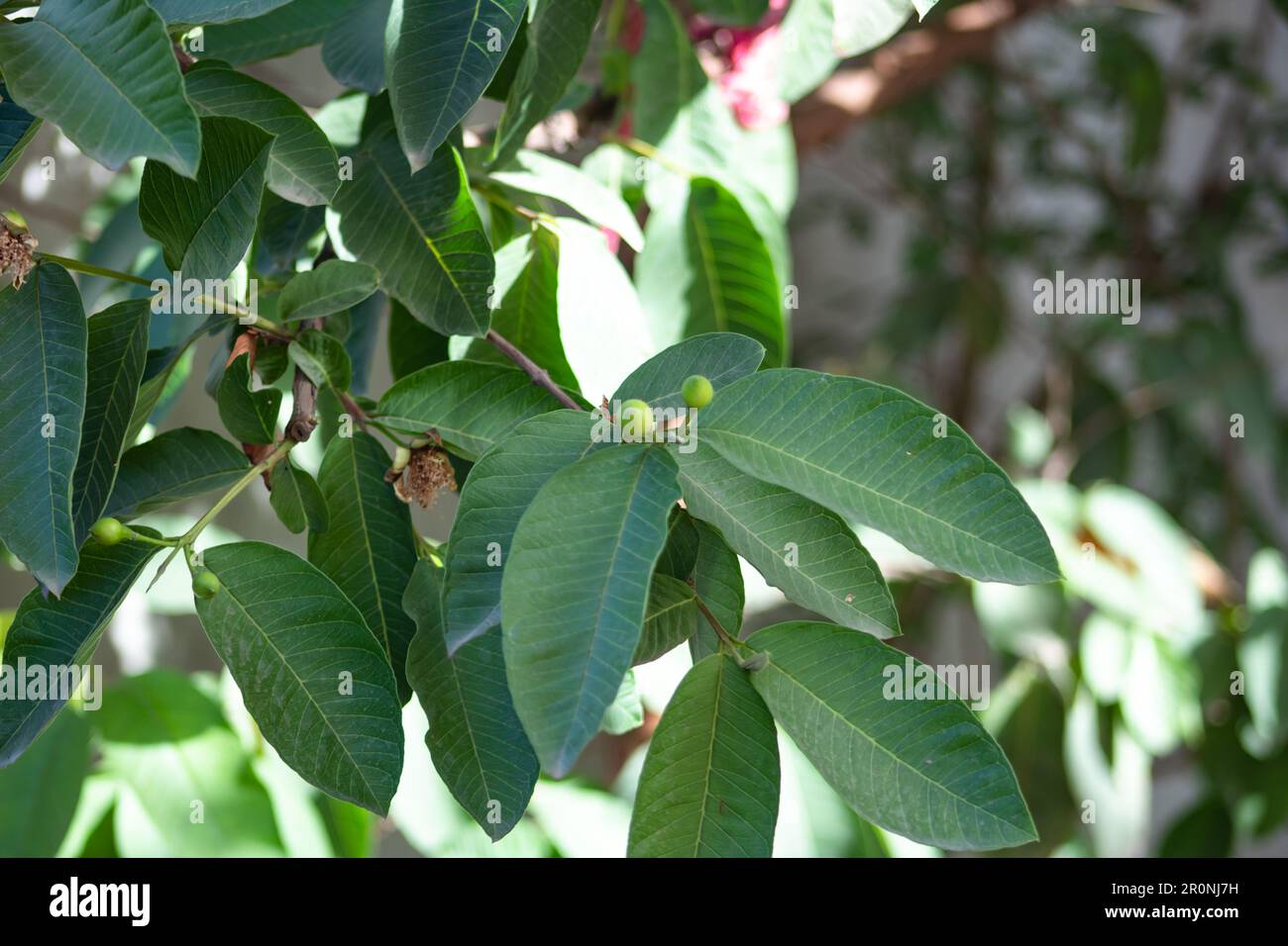 guava beautiful plant in the garden Stock Photo - Alamy