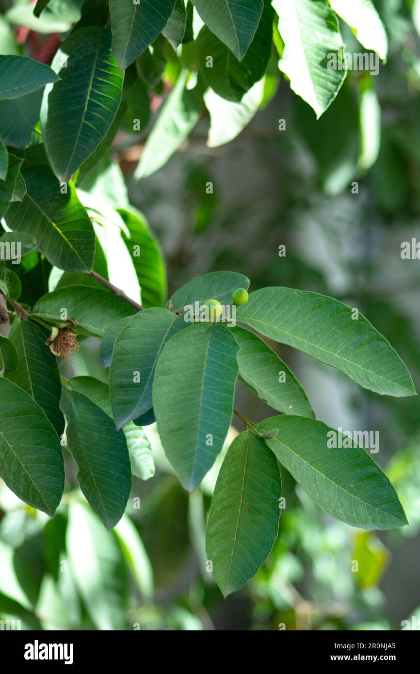 guava beautiful plant in the garden Stock Photo - Alamy
