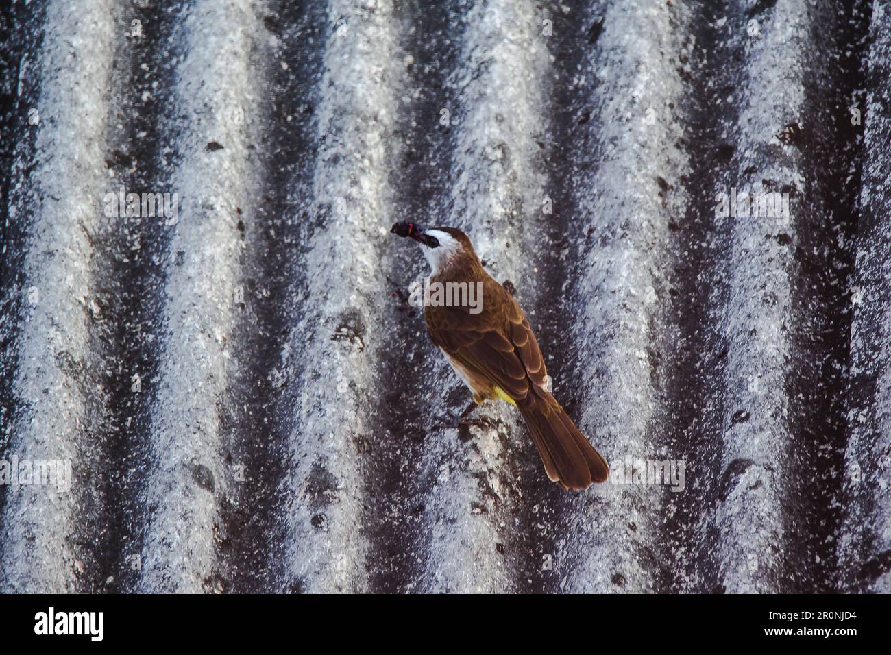Yellow-vented Bulbul (Pycnonotus goiavier) on the roof , Yellow-vented ...