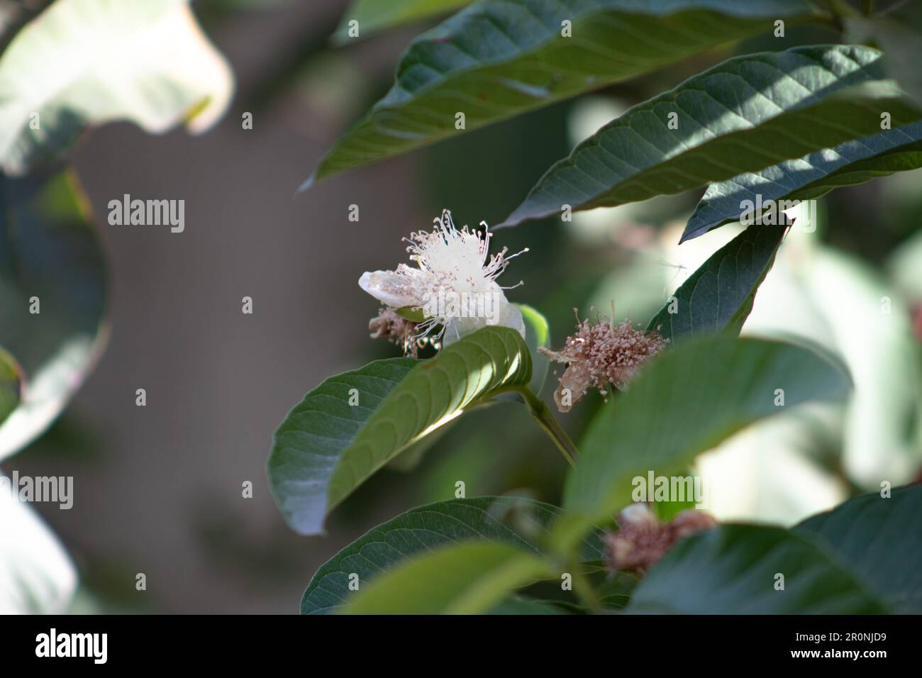 guava beautiful plant in the garden Stock Photo - Alamy