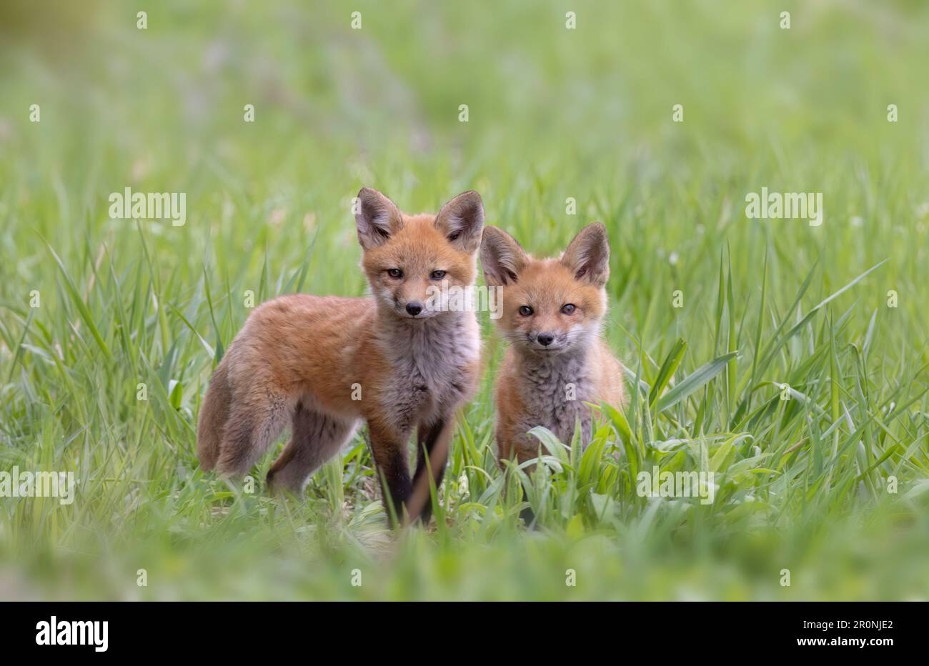 Red fox kits (Vulpes vulpes) playing near the den deep in a meadow in ...