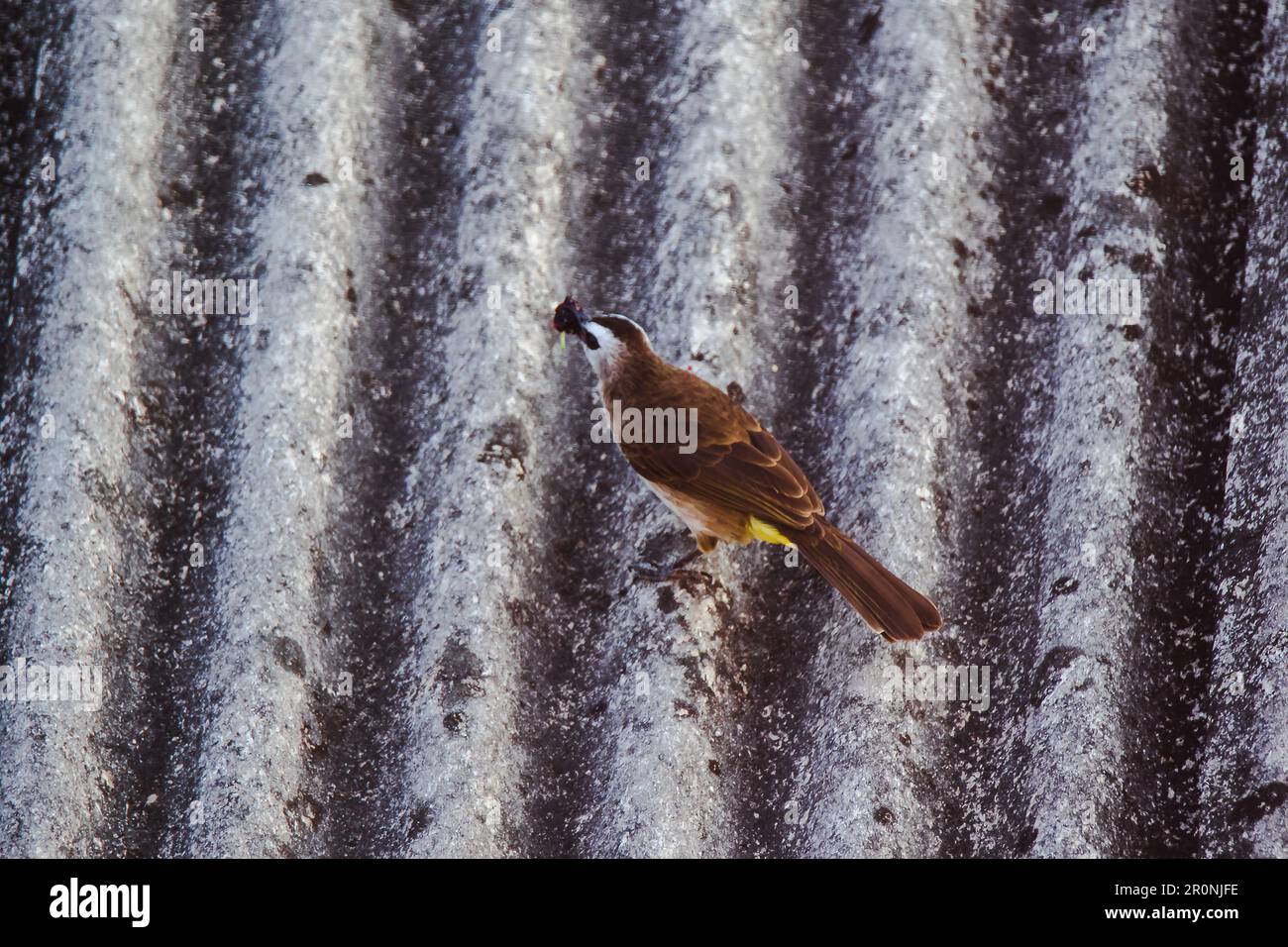 Yellow-vented Bulbul (Pycnonotus goiavier) on the roof , Yellow-vented ...