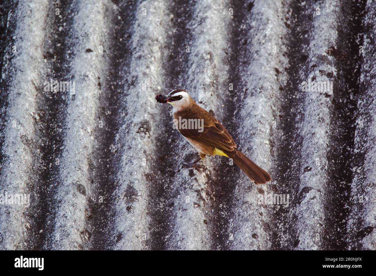 Yellow-vented Bulbul (Pycnonotus goiavier) on the roof , Yellow-vented ...