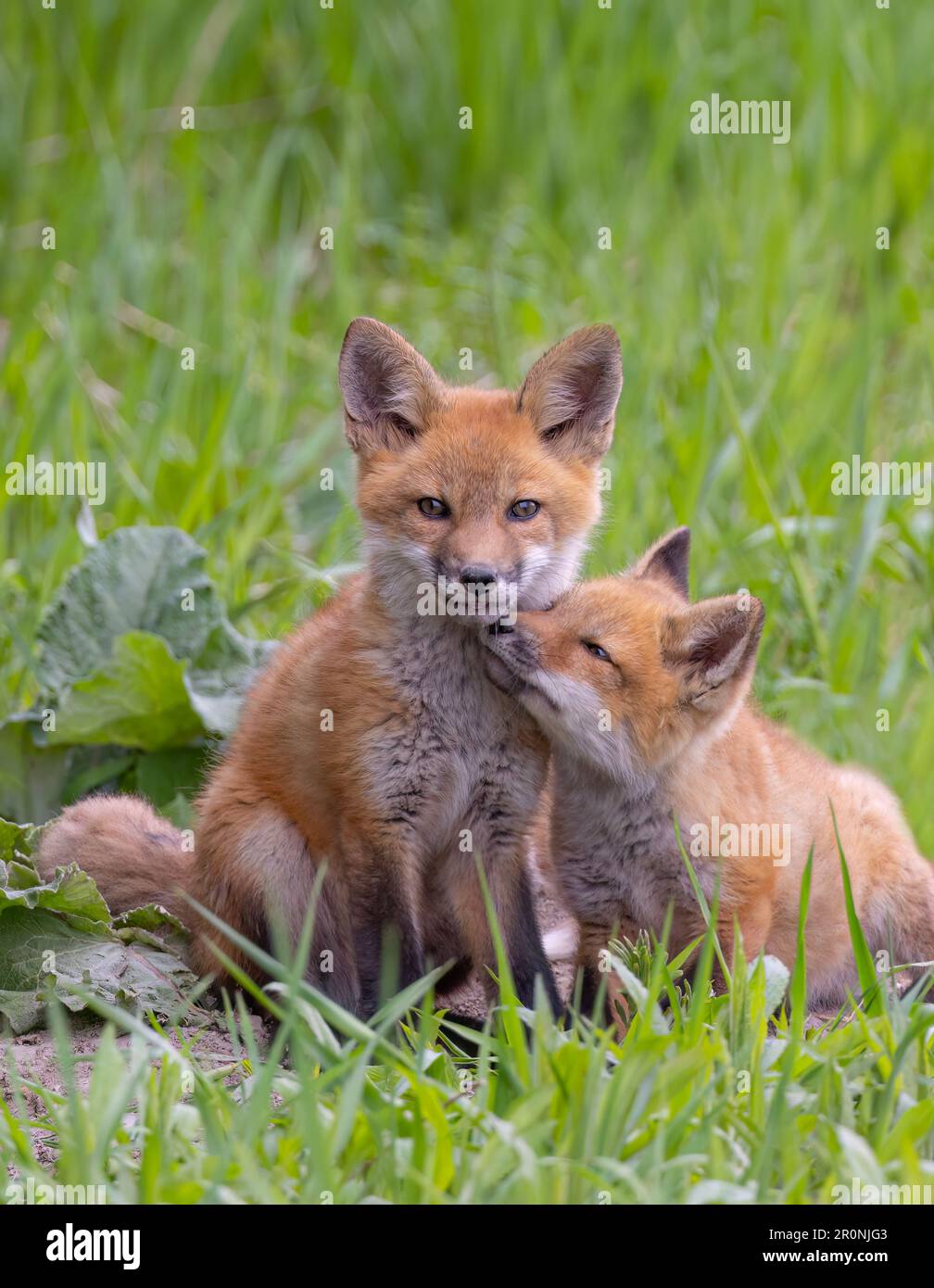 Red fox kits (Vulpes vulpes) playing near the den deep in the forest in early spring in Canada ...