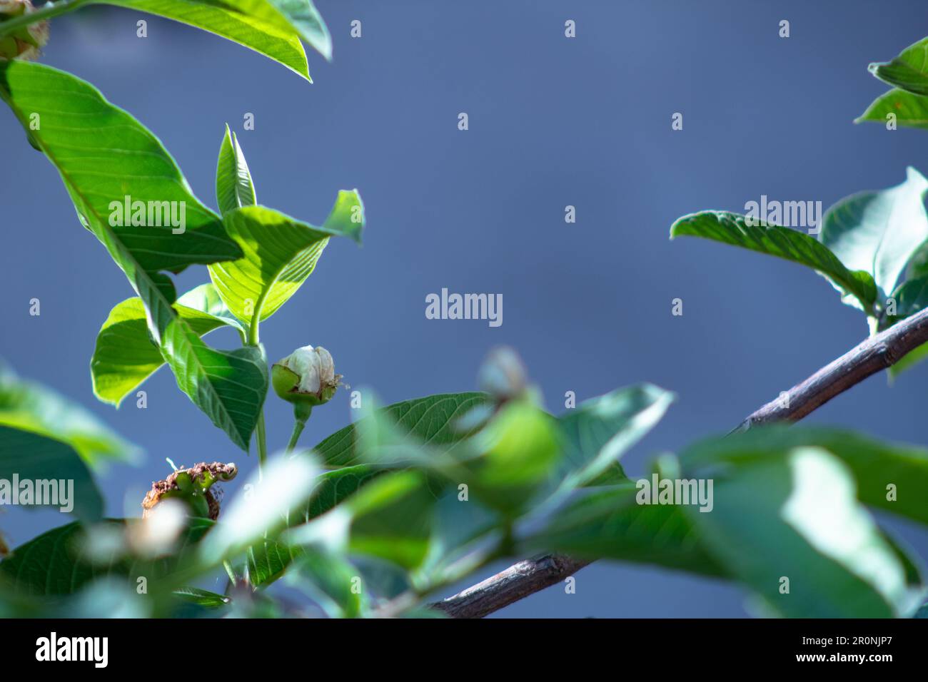 guava beautiful plant in the garden Stock Photo - Alamy