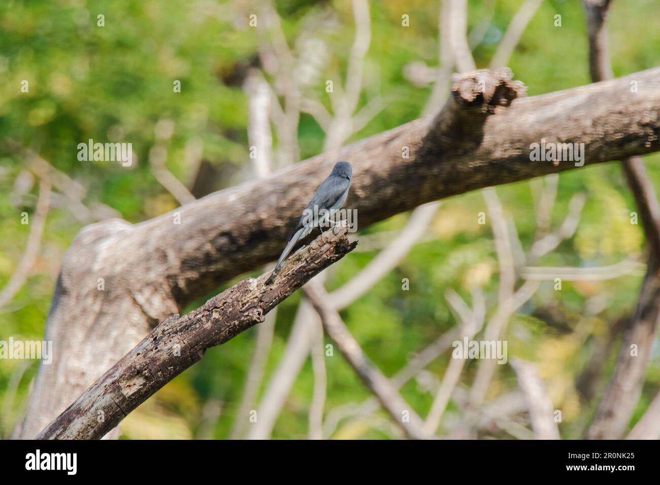 Ashy Drongo On a branch, Ashy Drongo is a fish-like tail of a fish. The ...
