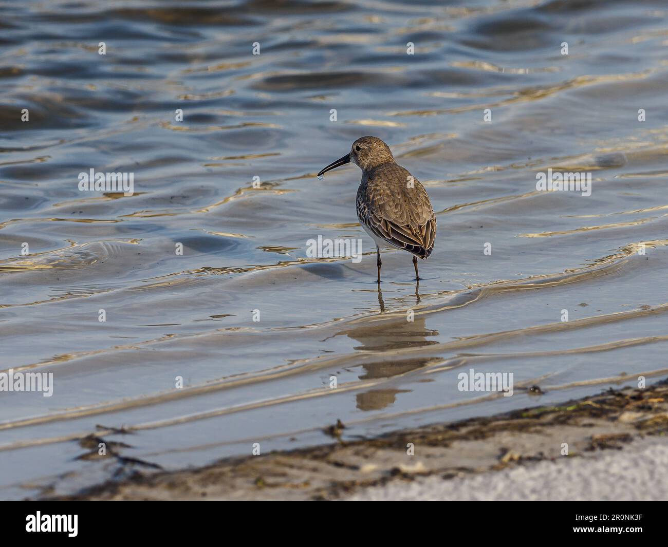 A small Dunlin bird wading in the shallow waters of a sandy beach Stock ...