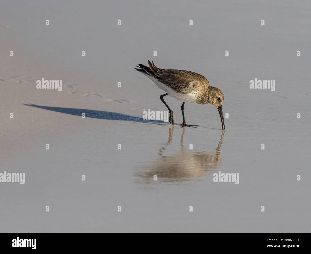 Bird food morsel hi-res stock photography and images - Alamy
