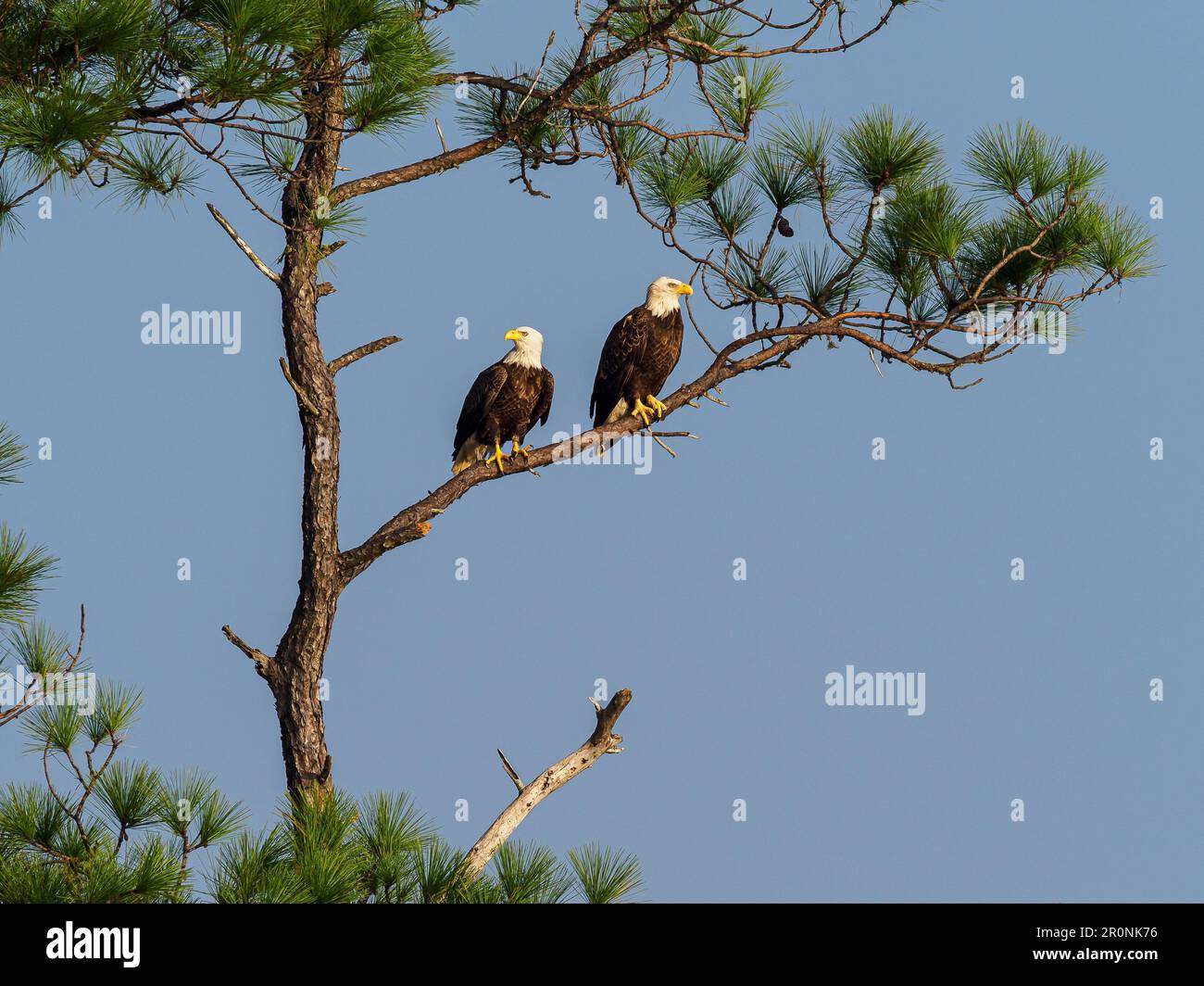 Two majestic bald eagles perched atop a tall pine tree in a pristine ...