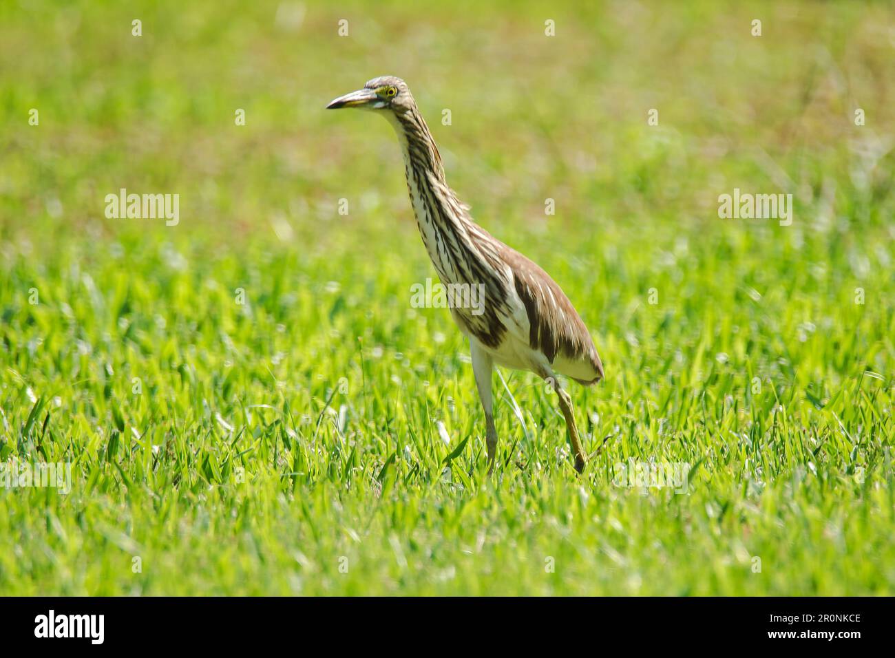 Chinese pond heron On the lawn, Chinese pond heron, Ardeola bacchus is ...